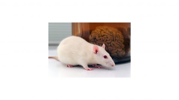 楽しく学ぶ アーカイブ - 138ページ目 (144ページ中) - Lab BRAINS