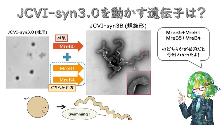 生物はなぜ動くのか？最小の "動く" 合成生命「JCVI-syn3B」を作成！ - Lab BRAINS