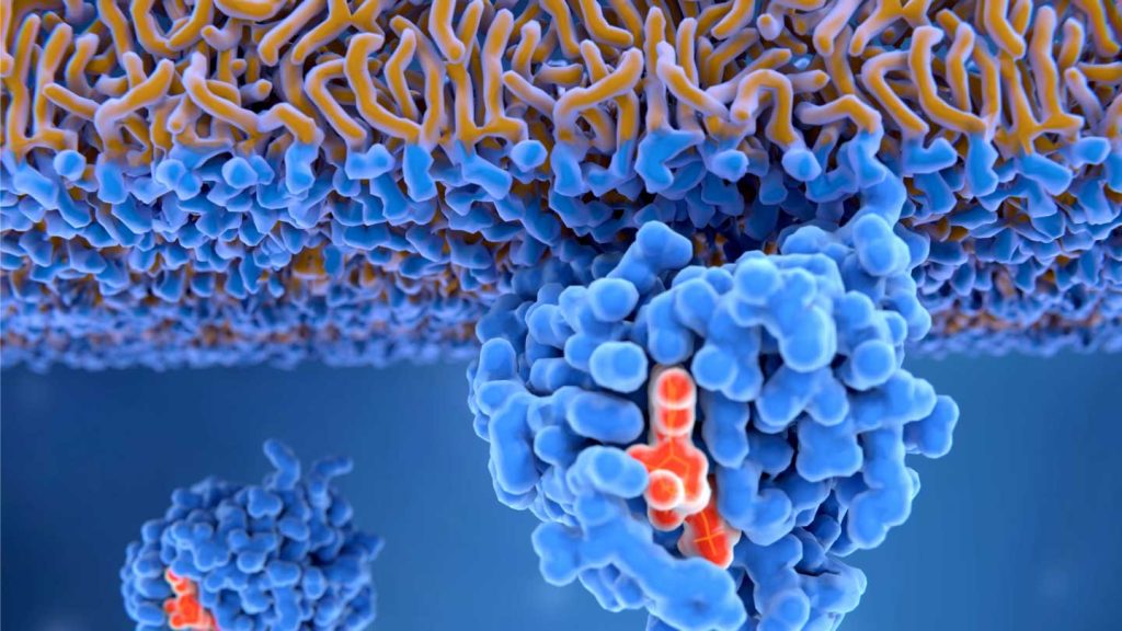 Tingible body macrophageとは何か？（3月2日 Cell オンライン掲載論文） - Lab BRAINS