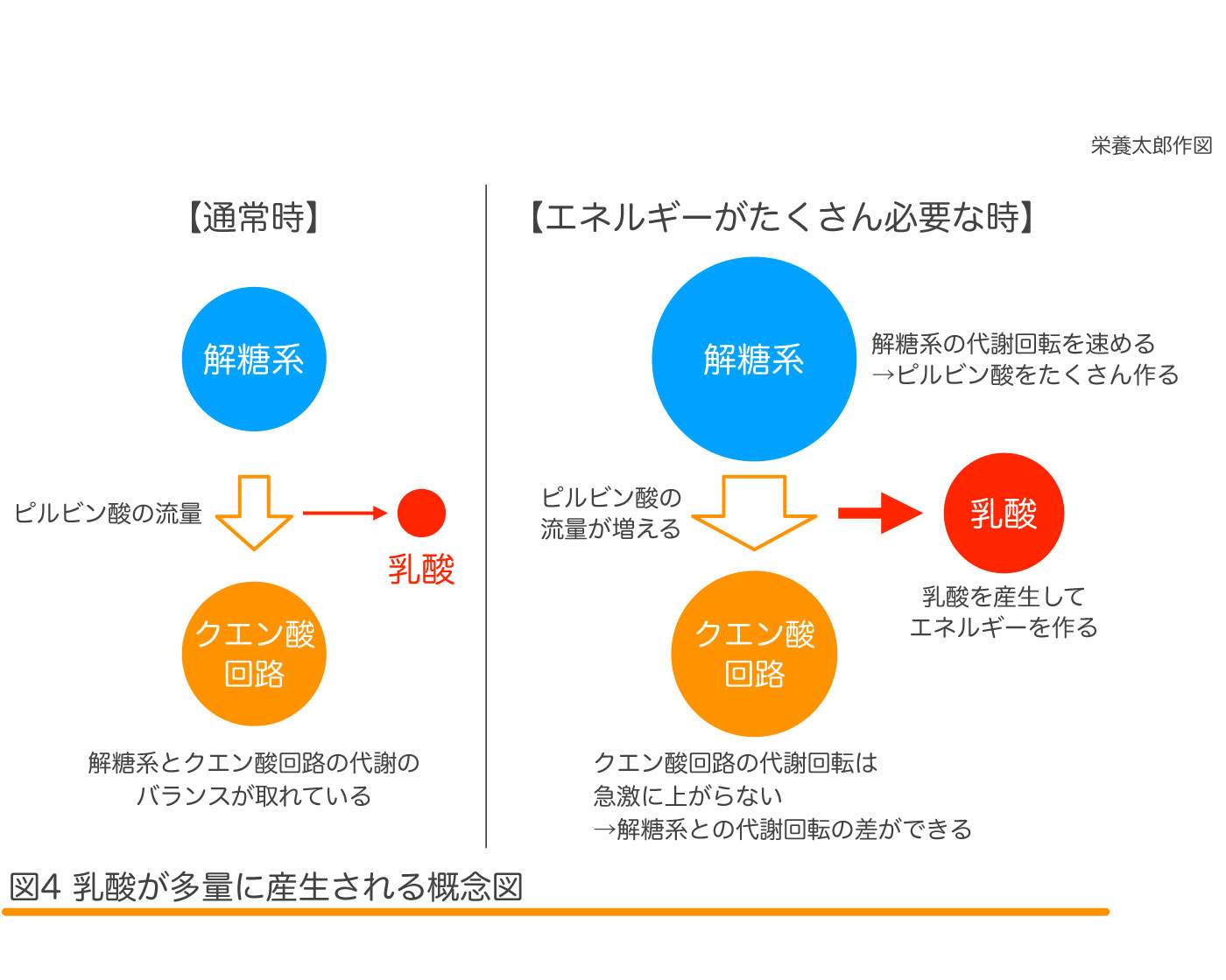 「乳酸がたまって足が動かない」←これって本当？～乳酸は疲労の原因なのか～ - Lab BRAINS