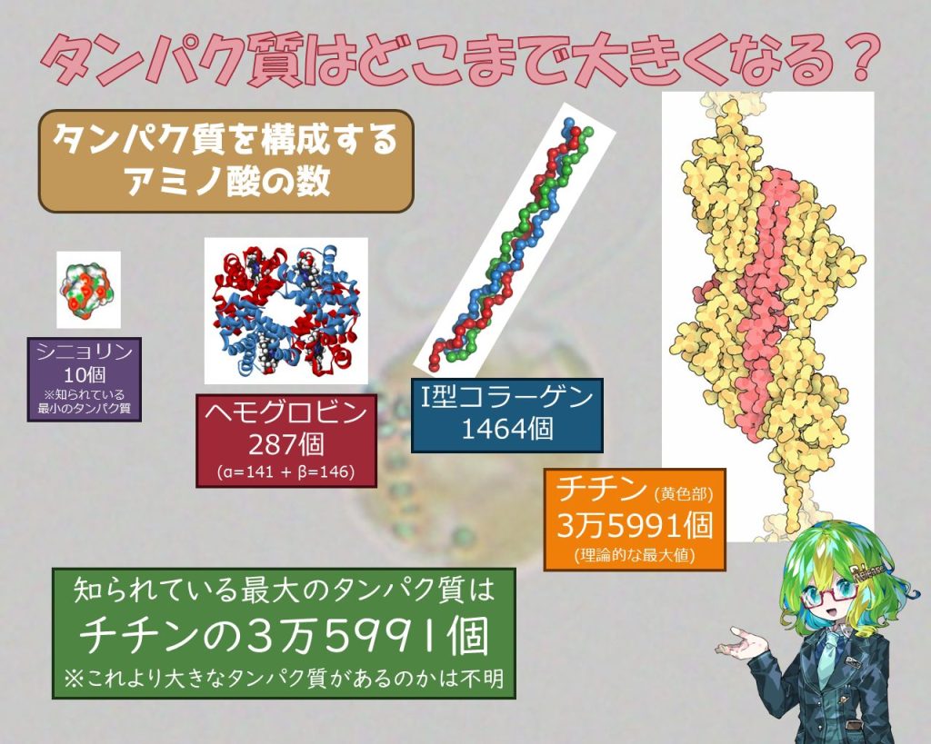 “巨人”を超えるタンパク質界の“ゴジラ”！ 記録上最大のタンパク質「PKZILLA」を発見 - Lab BRAINS