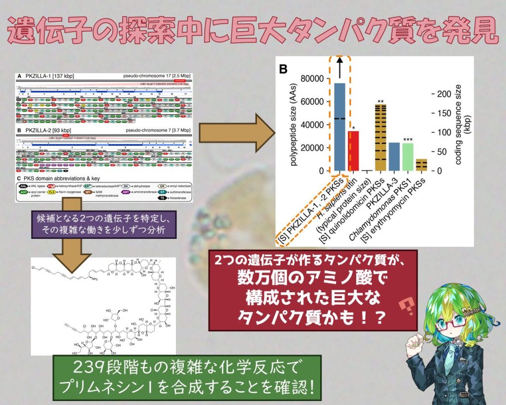 “巨人”を超えるタンパク質界の“ゴジラ”！ 記録上最大のタンパク質「PKZILLA」を発見 - Lab BRAINS
