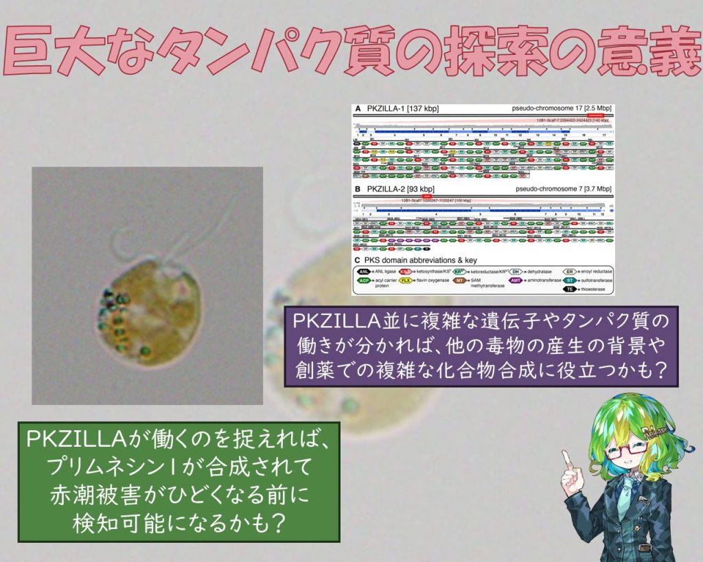 “巨人”を超えるタンパク質界の“ゴジラ”！ 記録上最大のタンパク質「PKZILLA」を発見 - Lab BRAINS