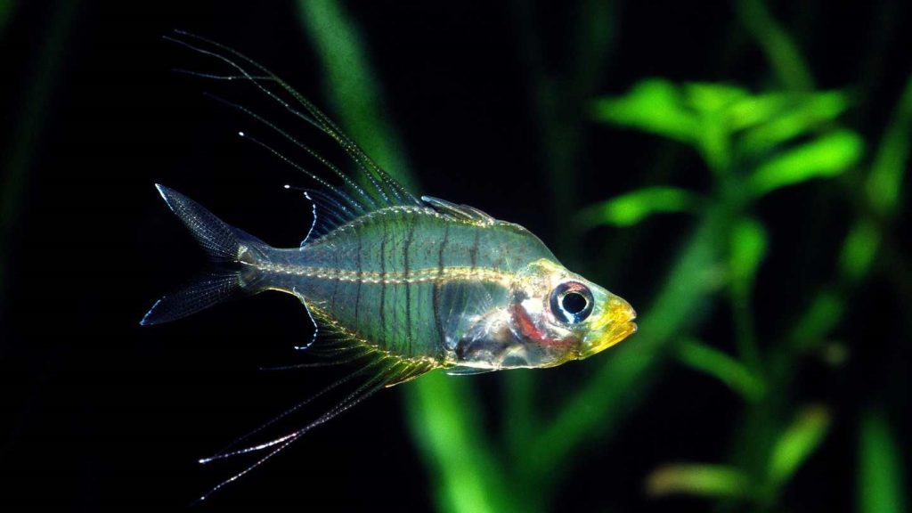 人工の金を作り出す！GENKI LABOが挑む史上最大のプロジェクト｜市岡元気先生の"舞台裏" - Lab BRAINS